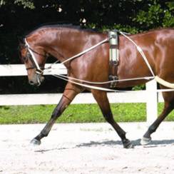 Horse Training Aids – EquestrianCollections