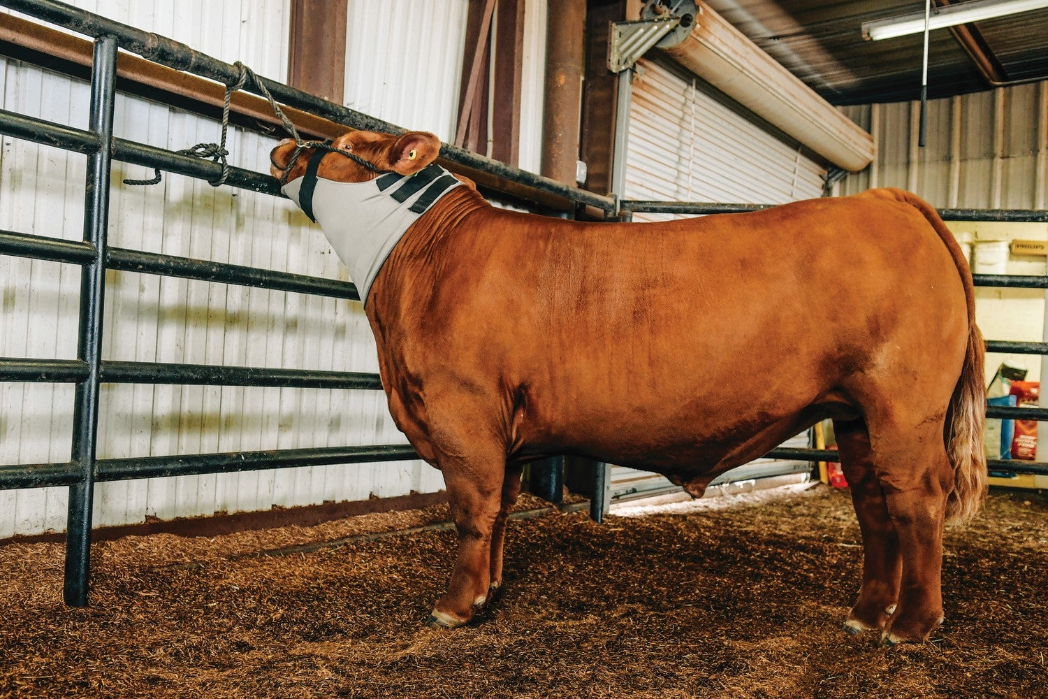 Weaver Leather Cooling Cattle Neck Wrap – EquestrianCollections