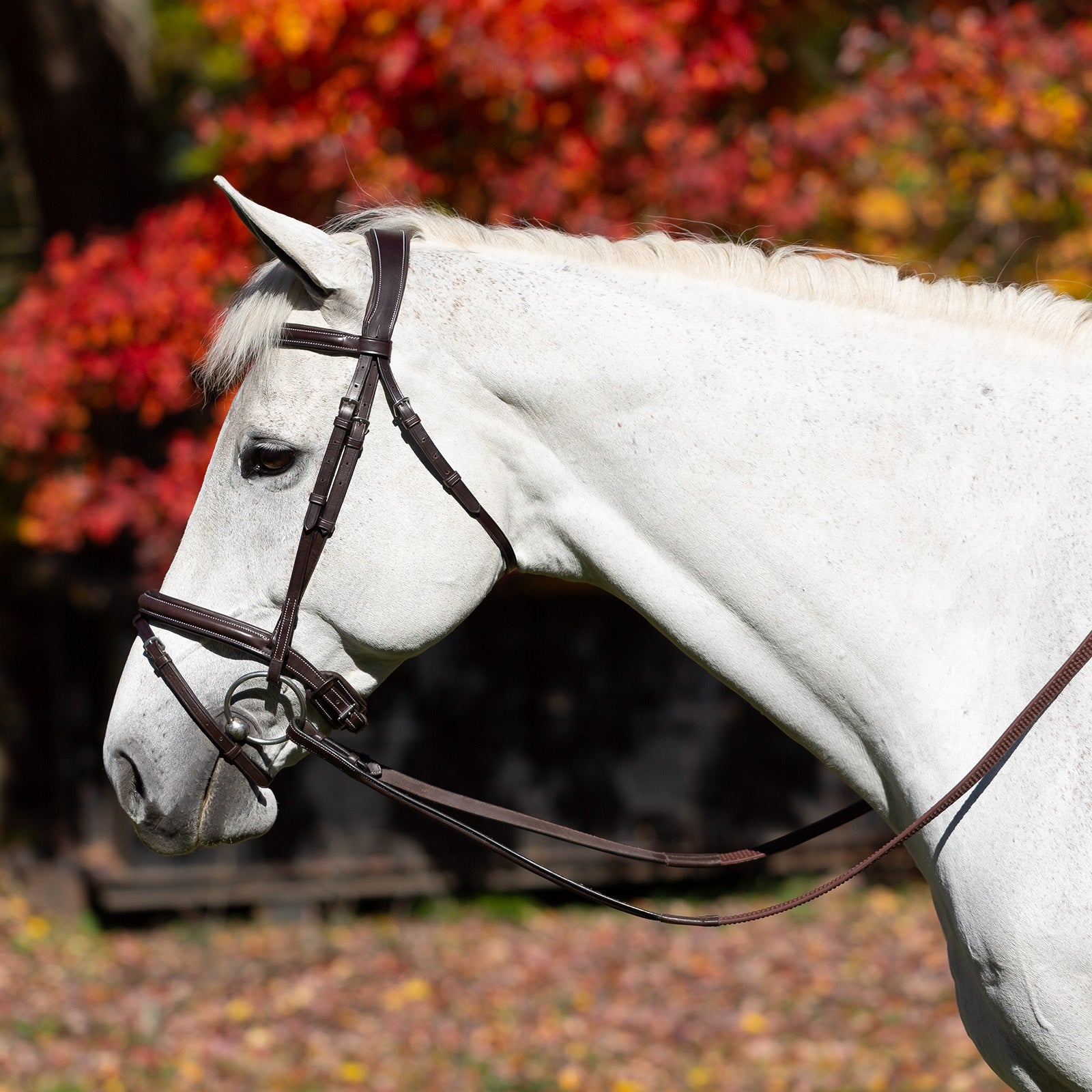 Equinavia Valkyrie Fancy Stitched Jumper Bridle & Rubber Reins ...