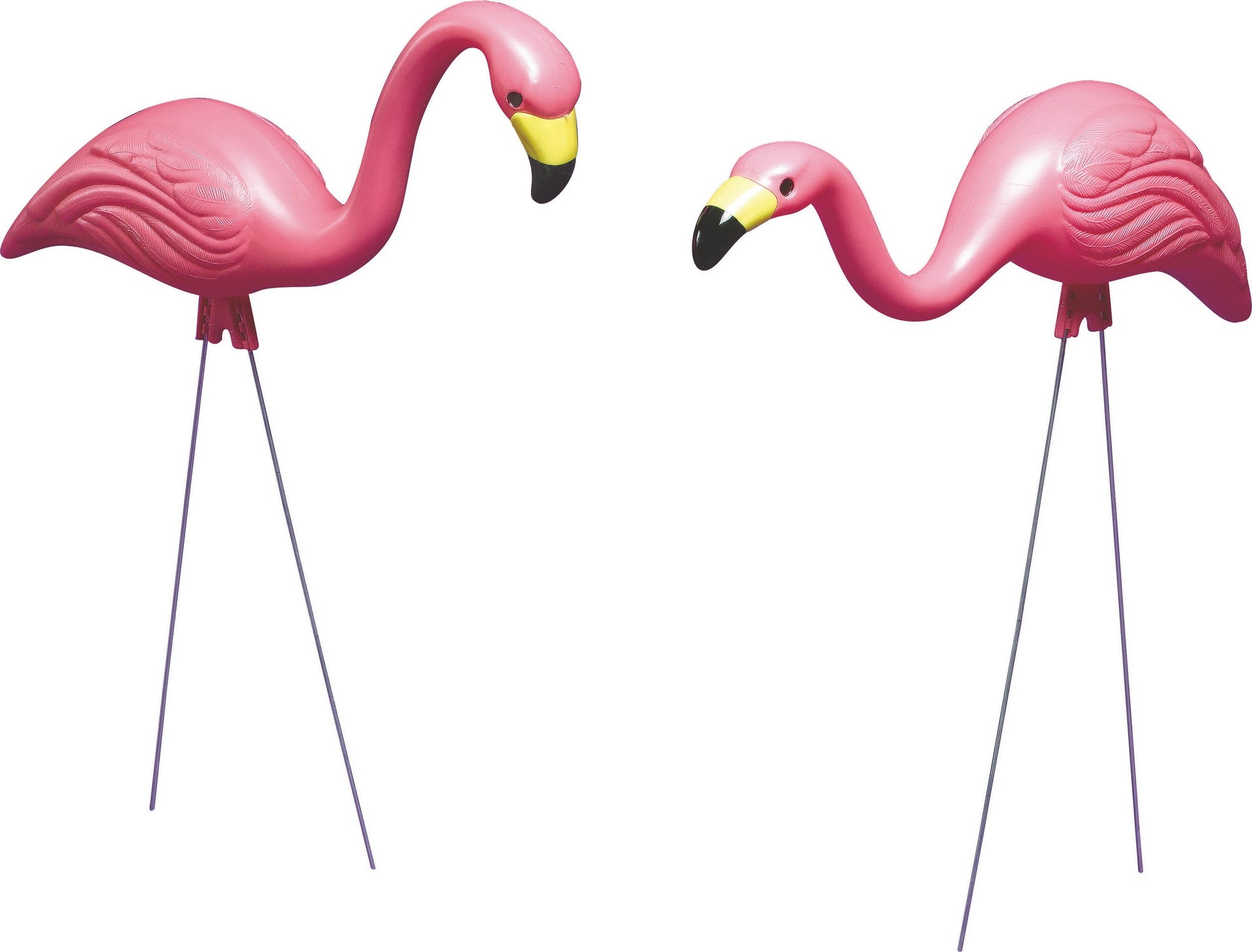 Bloem Pink Flamingos – EquestrianCollections