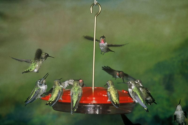 Hummzinger Excel Feeder – EquestrianCollections