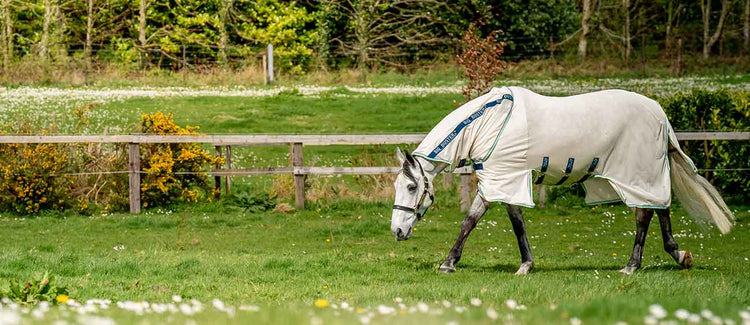 Equestrian Collections - Horse - Riding - Boots – EquestrianCollections